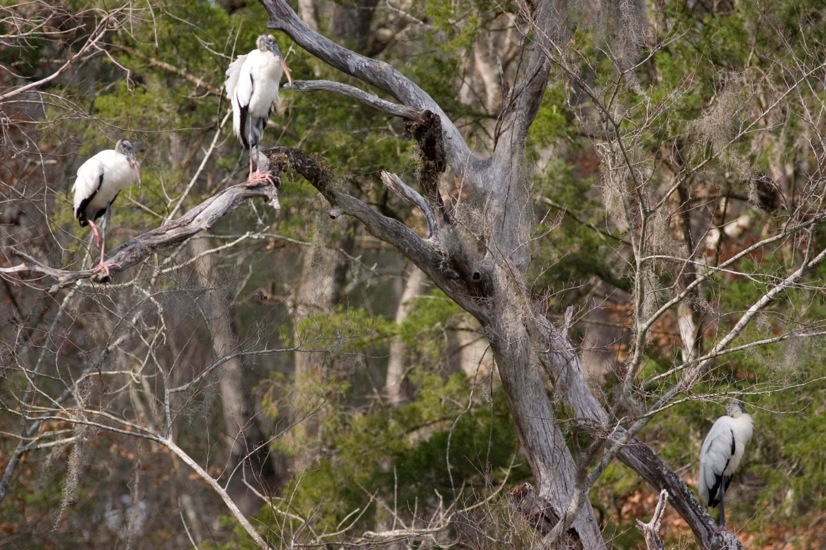Florida Land Steward Update, November 2, 2023 - School of Forest ...