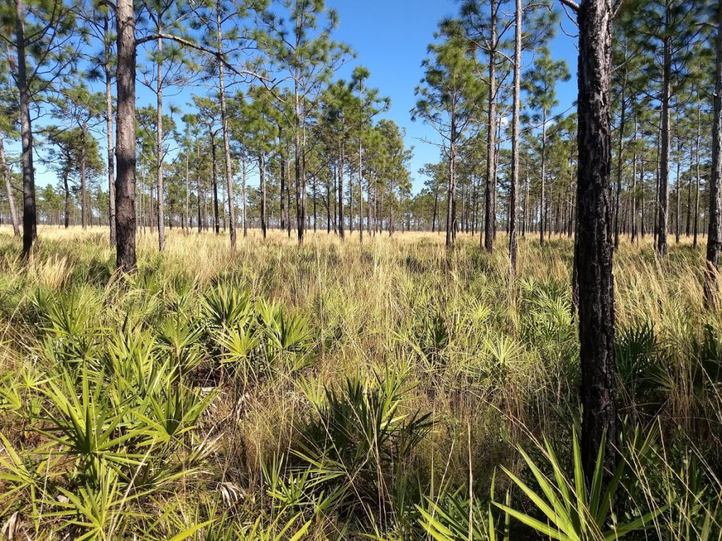 Florida Land Steward Update, May 27, 2022 - School of Forest, Fisheries ...
