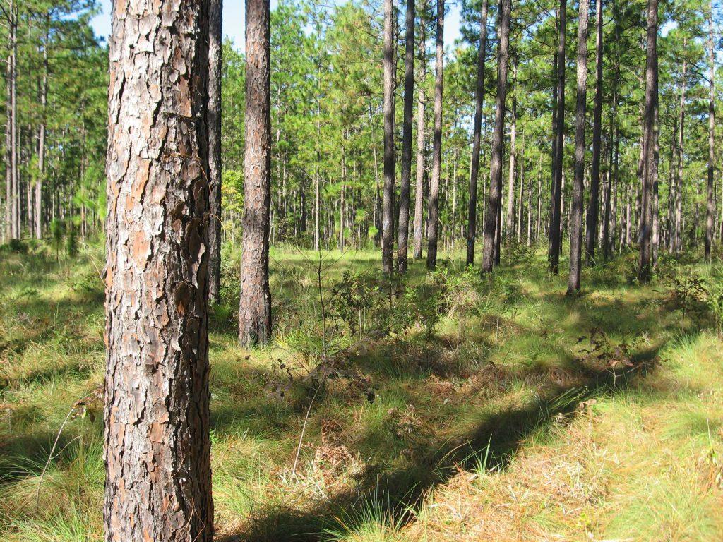 Florida Land Steward Update, October 24, 2024 - Florida Forests Week ...