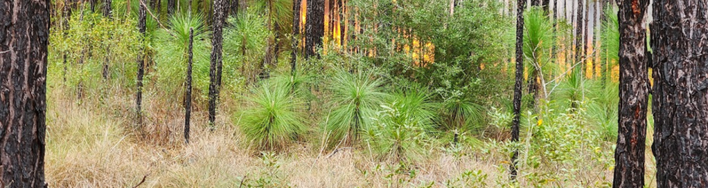 School of Forest, Fisheries, and Geomatics Sciences - UF/IFAS School of ...