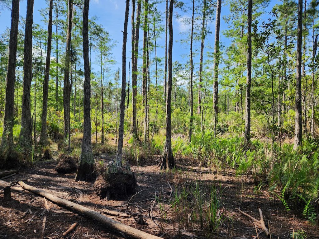 Florida Land Steward Update, March 8, 2024 - School of Forest ...