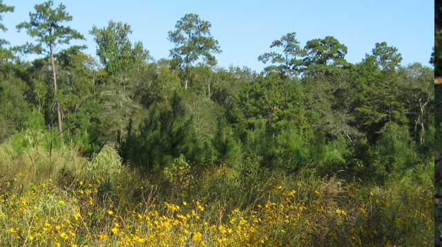 Florida Land Steward - University of Florida, Institute of Food and ...