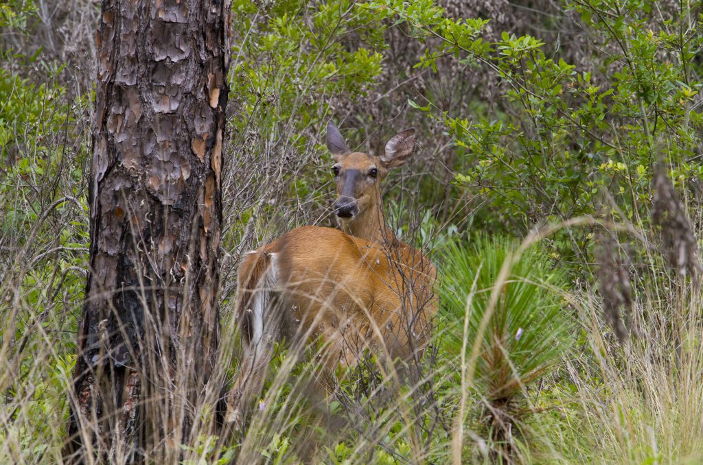 Florida Land Steward Update, November 8, 2024 - School of Forest ...