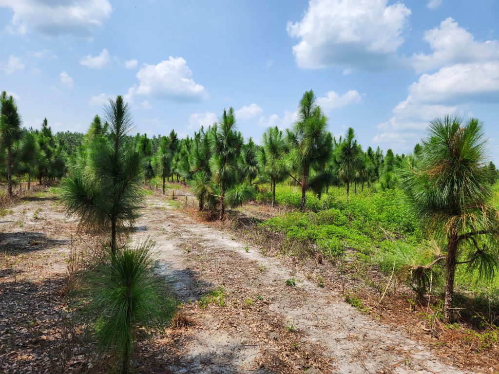 Florida Land Steward Update, November 22, 2024 - School of Forest ...