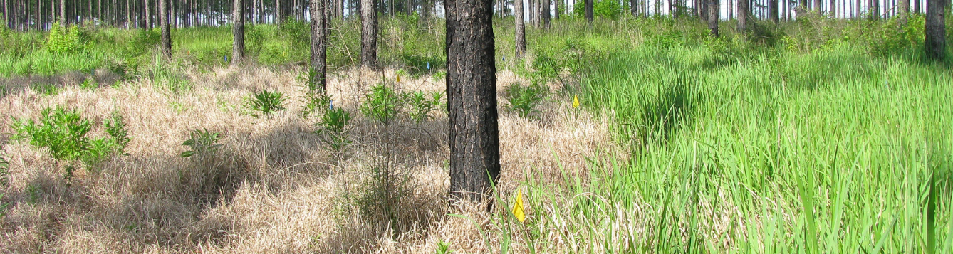 Florida Land Steward Update, March 1, 2024 - School of Forest ...