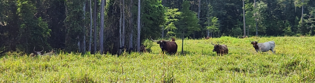 School of Forest, Fisheries, and Geomatics Sciences - UF/IFAS School of ...