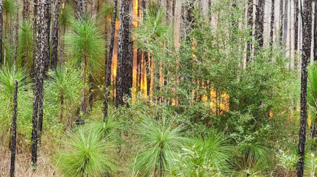 Florida Land Steward - University of Florida, Institute of Food and ...