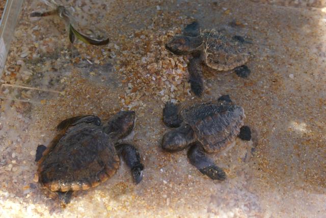 Sargassum beach wrack - UF/IFAS Extension Flagler County