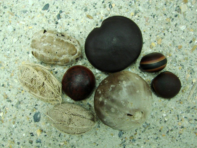 Sea beans (Drift seeds) - UF/IFAS Extension Flagler County