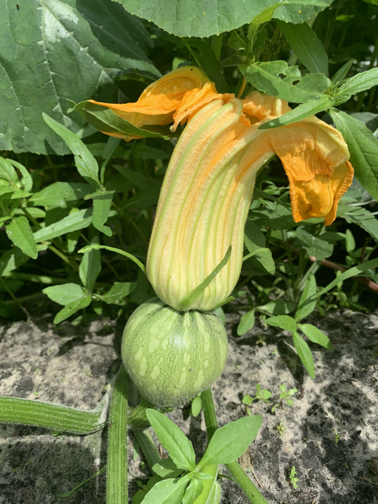 Versatility of the Native Pumpkins - UF/IFAS Extension Flagler County