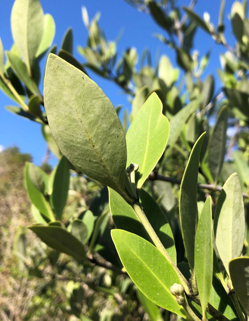 Florida Mangroves - UF/IFAS Extension Flagler County
