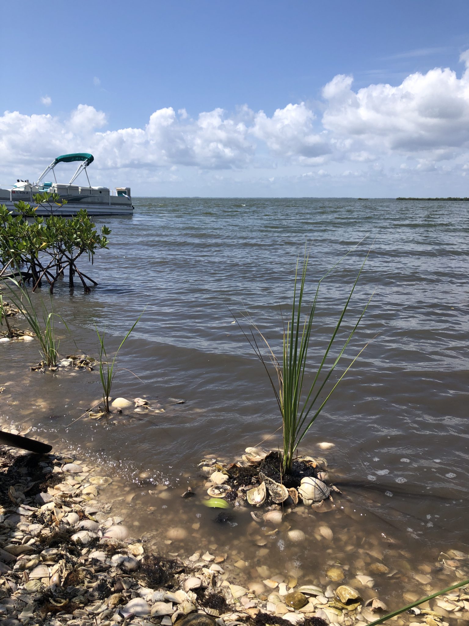 Living Shoreline FAQs - UF/IFAS Extension Flagler County