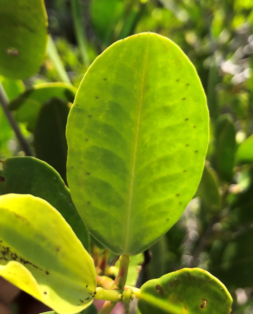 Florida Mangroves - UF/IFAS Extension Flagler County