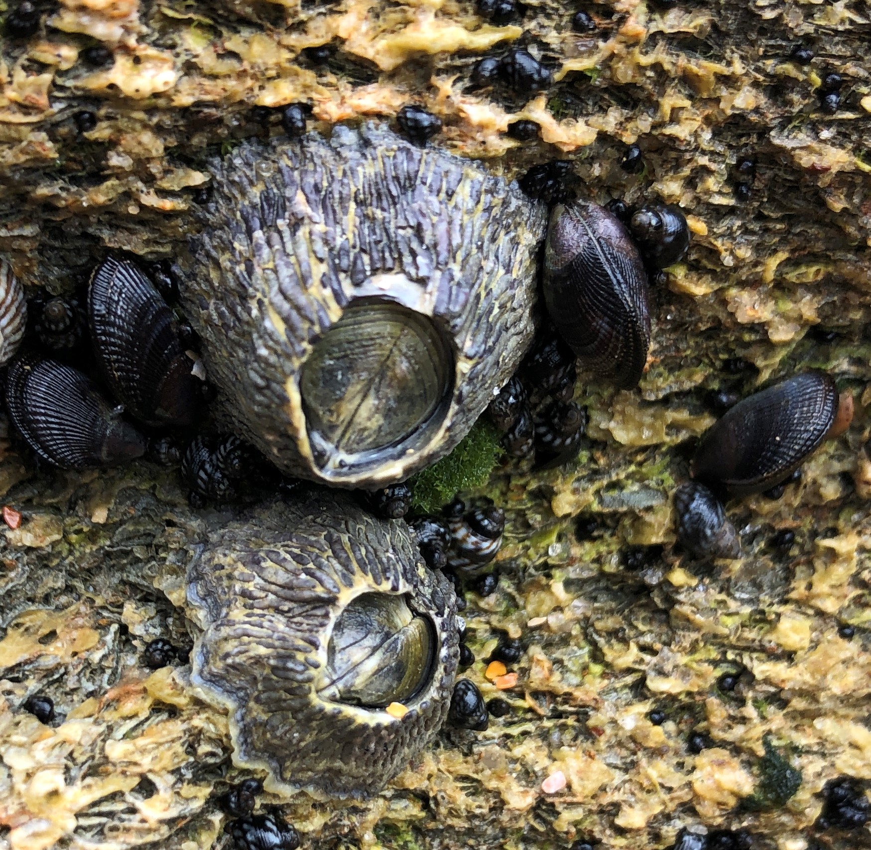 Take yourself on a field trip at River to Sea Preserve! - UF/IFAS ...