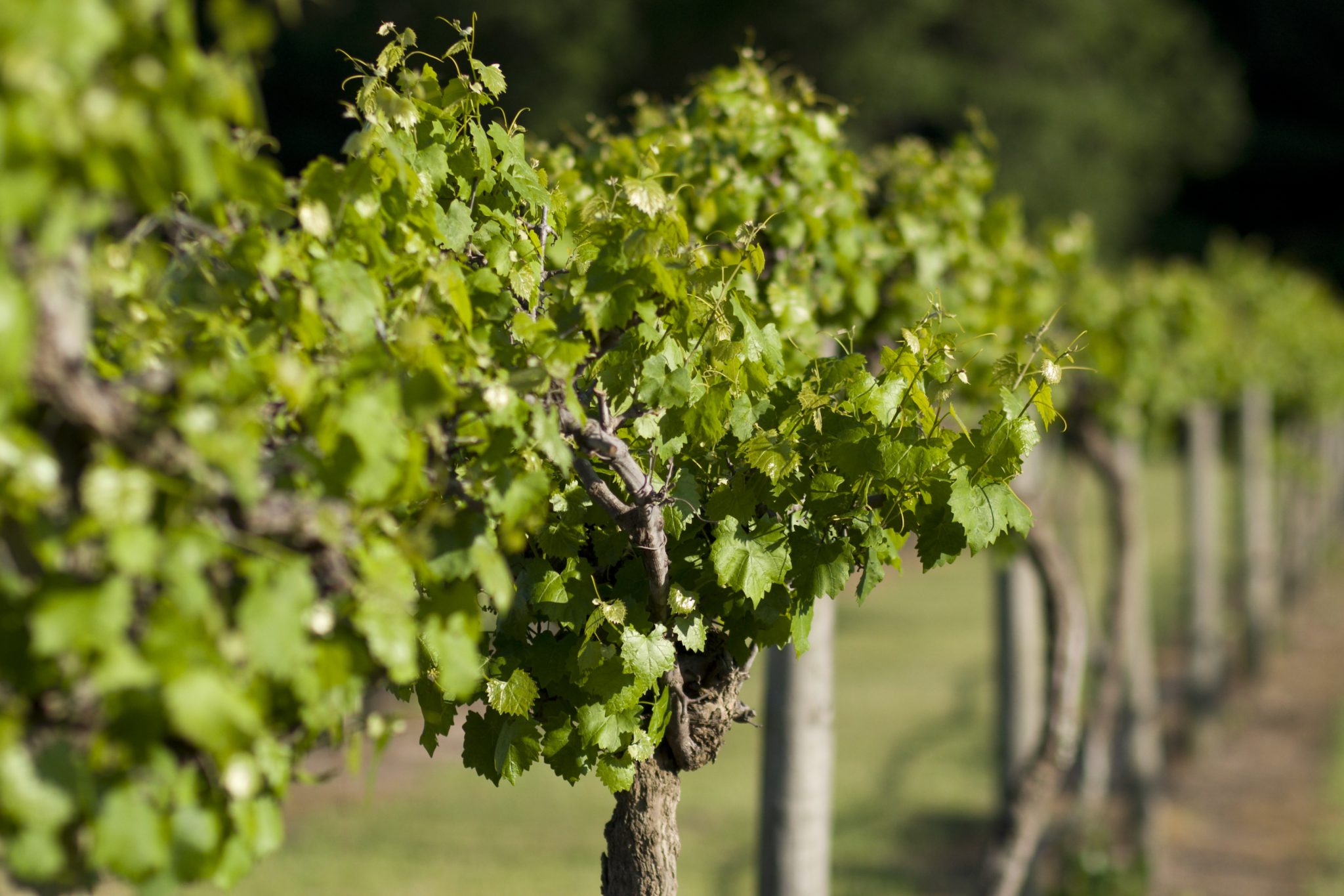 Muscadines - Grape Expectations: Growing Muscadine Grapes