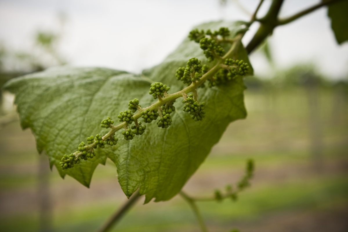 Muscadines - Grape Expectations: Growing Muscadine Grapes