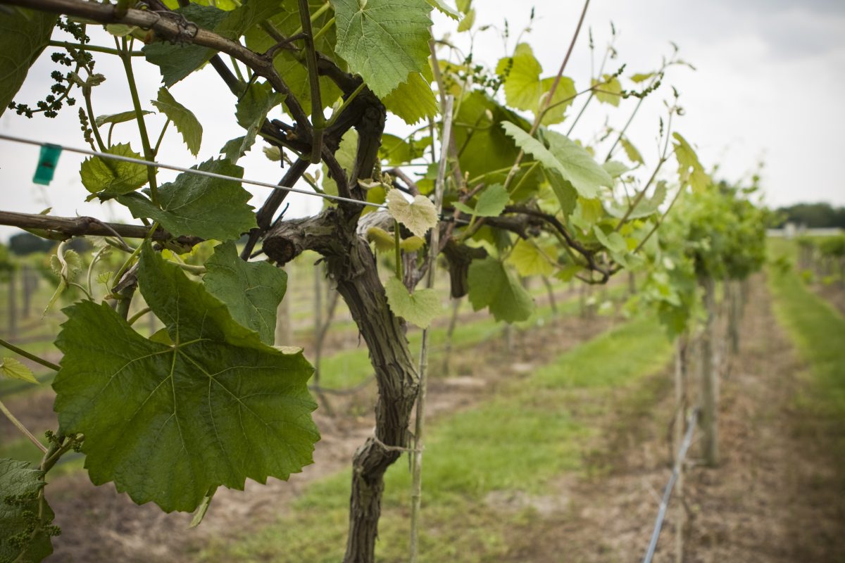 Muscadines - Grape Expectations: Growing Muscadine Grapes