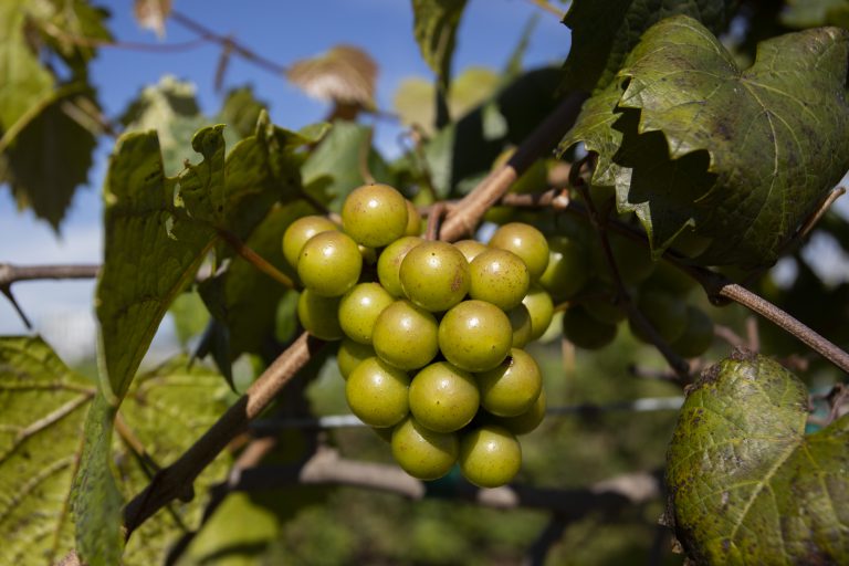 Muscadines - Grape Expectations: Growing Muscadine Grapes