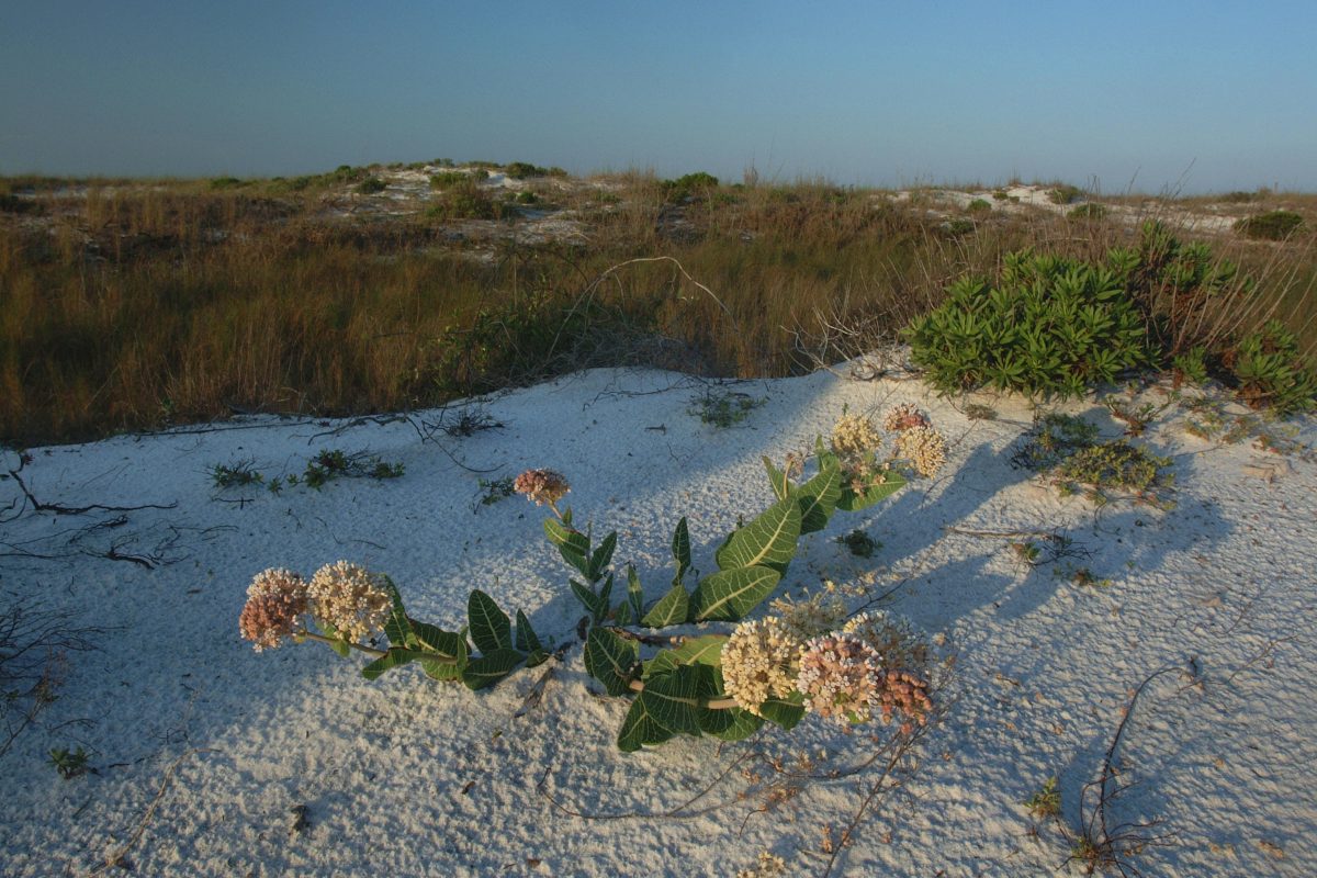 Gardening by the Sea: Tips and Tricks - UF/IFAS Extension Flagler County