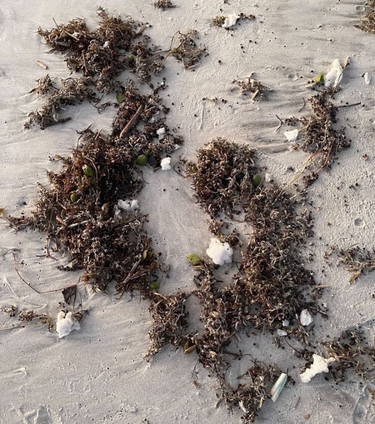 What is that White Wax on the Beaches? - UF/IFAS Extension Flagler County