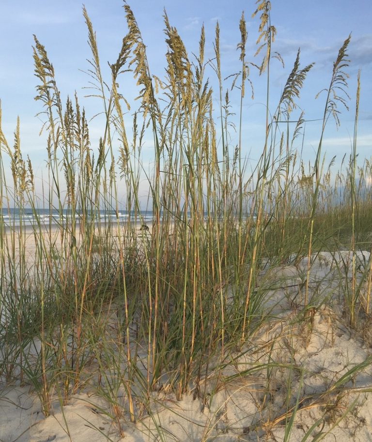 Ten Plants to Know in our Florida Sand Dunes - UF/IFAS Extension ...