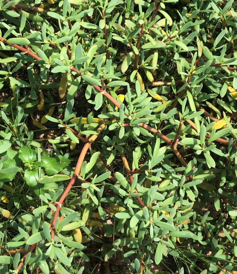 Ten Plants to Know in our Florida Sand Dunes - UF/IFAS Extension Flagler County