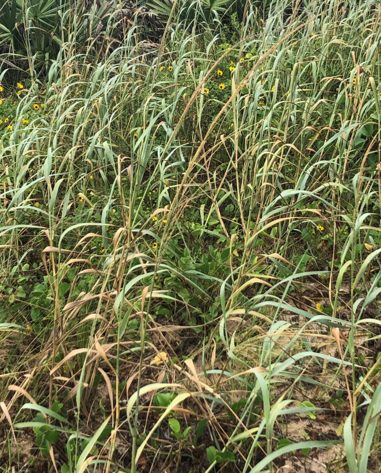 Ten Plants to Know in our Florida Sand Dunes - UF/IFAS Extension ...