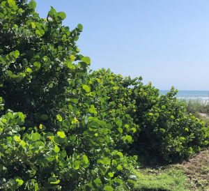 Ten Plants to Know in our Florida Sand Dunes - UF/IFAS Extension ...