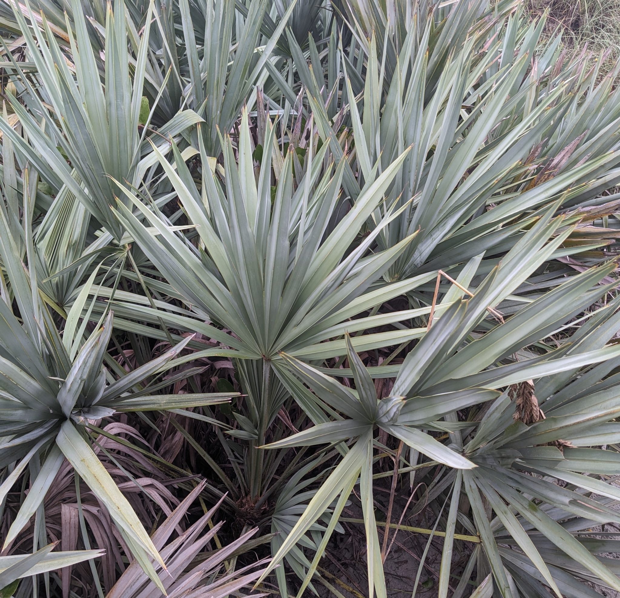 Ten Plants to Know in our Florida Sand Dunes - UF/IFAS Extension ...