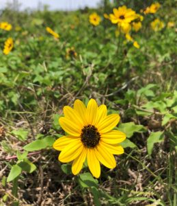 Ten Plants to Know in our Florida Sand Dunes - UF/IFAS Extension Flagler County