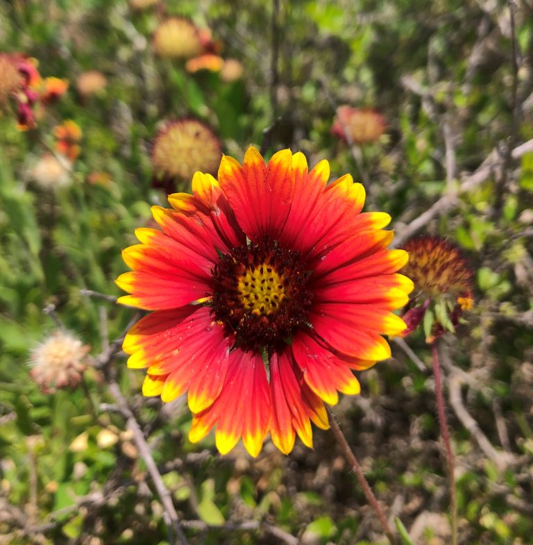 Ten Plants to Know in our Florida Sand Dunes - UF/IFAS Extension Flagler County