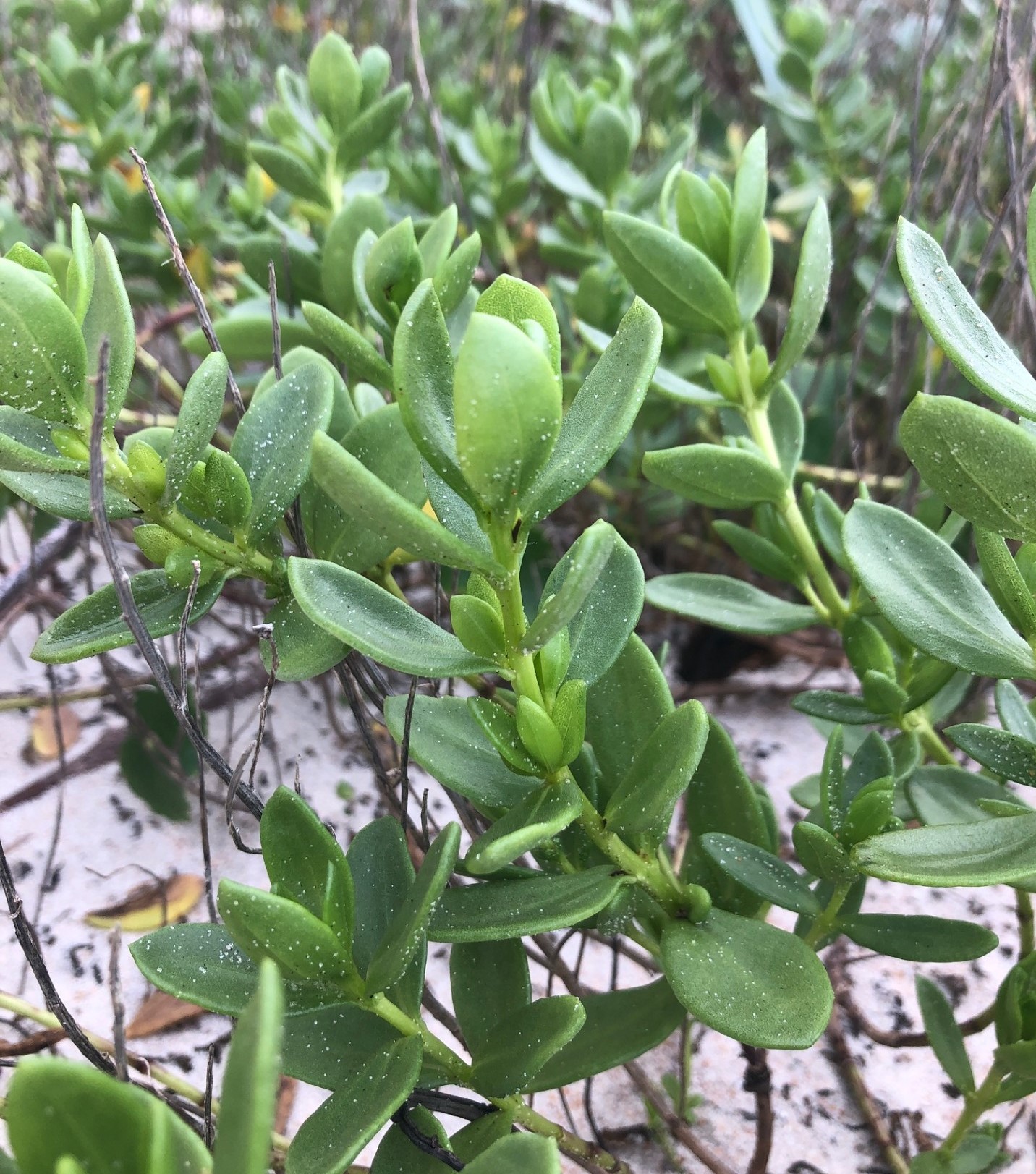 Ten Plants to Know in our Florida Sand Dunes - UF/IFAS Extension ...