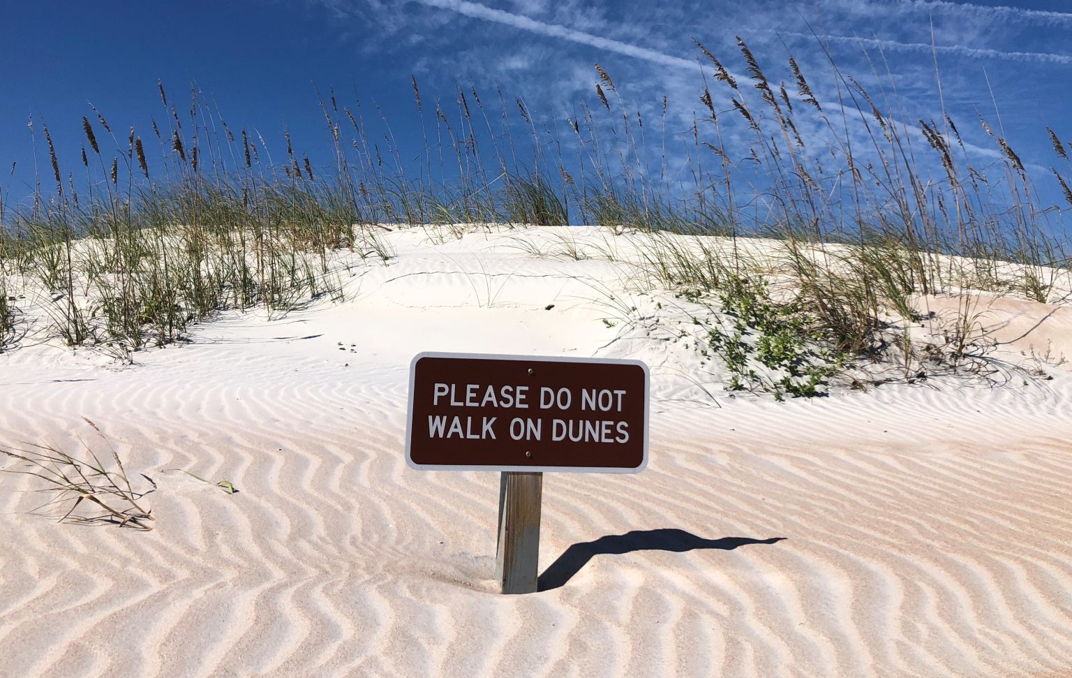 Ten Plants to Know in our Florida Sand Dunes - UF/IFAS Extension ...