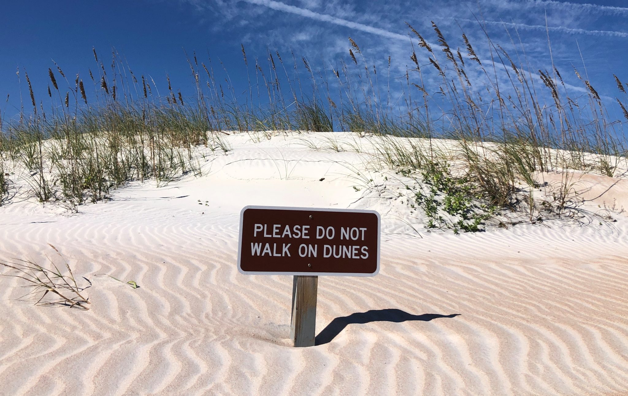 Ten Plants to Know in our Florida Sand Dunes - UF/IFAS Extension Flagler County