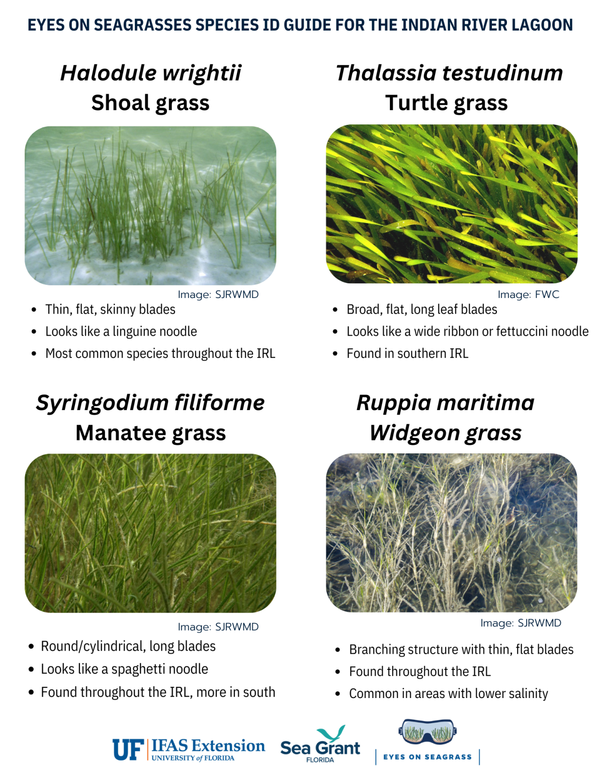 Eyes on Seagrass Blitz in the Indian River Lagoon - UF/IFAS Extension Flagler County