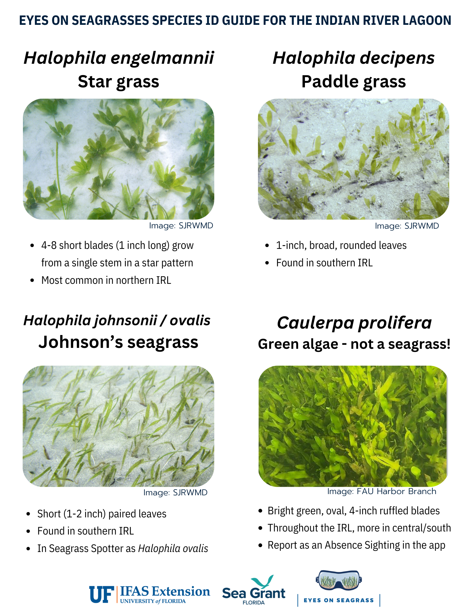 Eyes on Seagrass Blitz in the Indian River Lagoon - UF/IFAS Extension ...