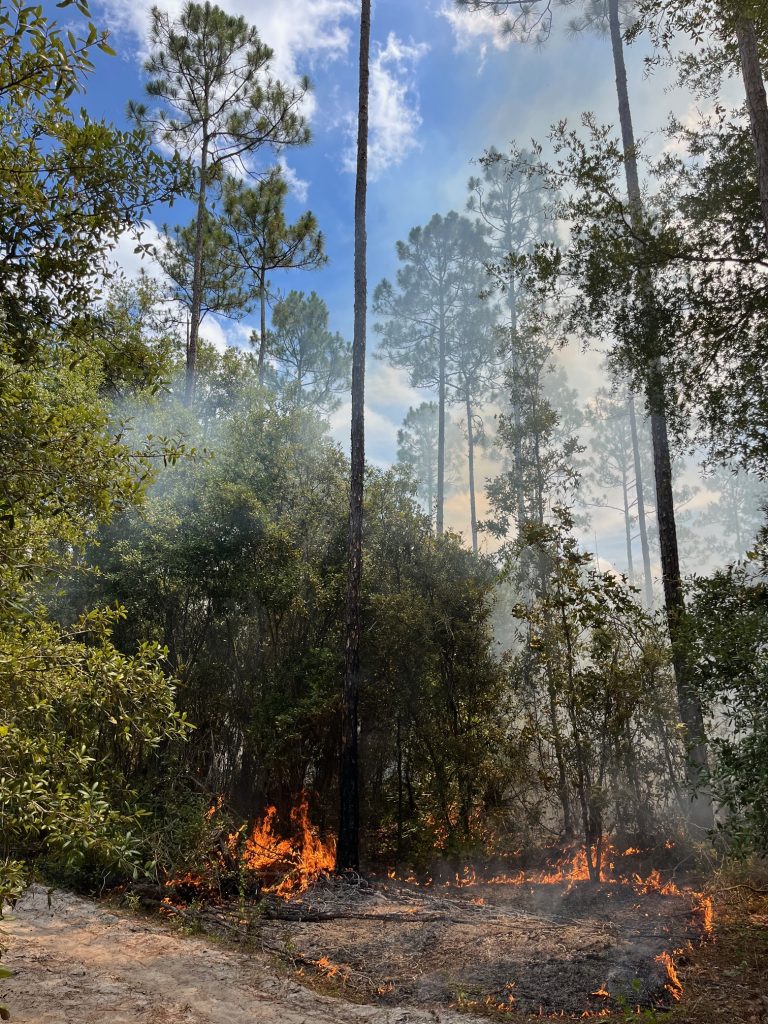 Learn to Burn: A Week at Prescribed Burn School in Old Florida - UF ...