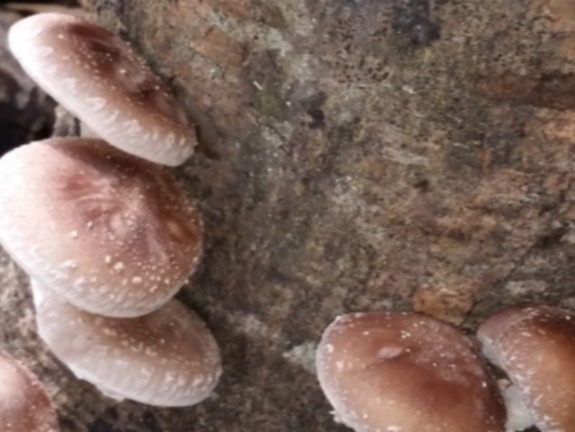 Grow Shiitake Mushrooms - UF/IFAS Extension Franklin County