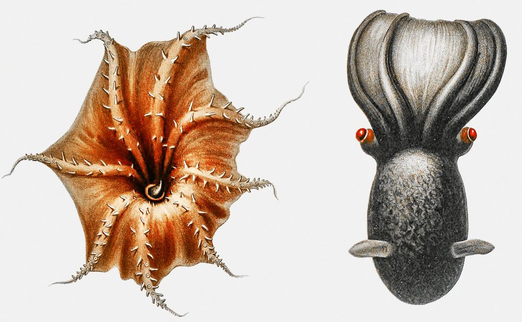 Zombies and Vampires Discovered in Earth’s Deep Oceans - UF/IFAS ...