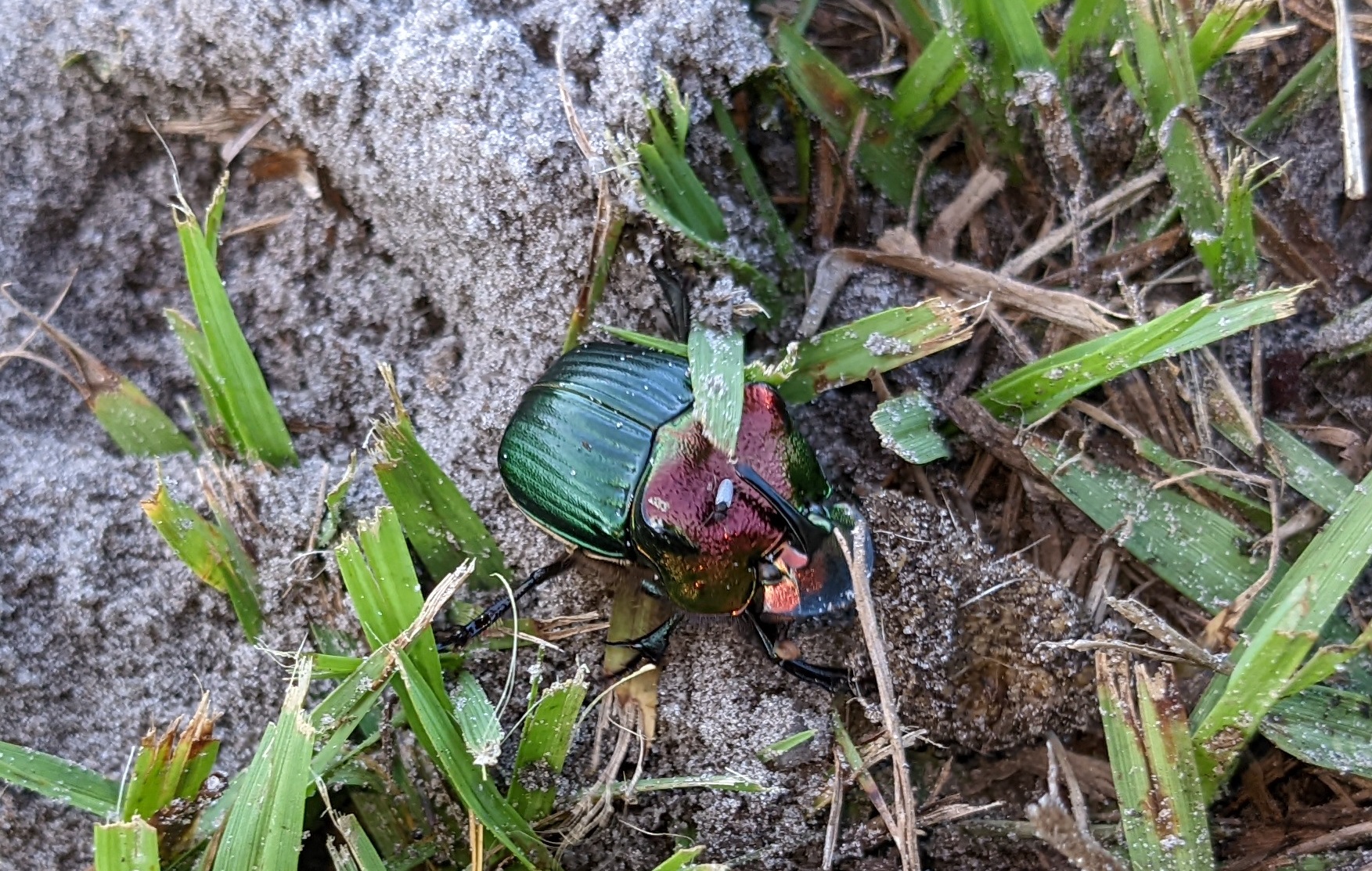 Dirty Jobs Abound in the Natural World - UF/IFAS Extension Franklin County