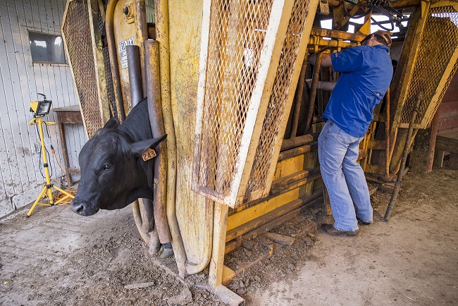 Trichomoniasis 'Trich' in Cattle - UF/IFAS Extension Gilchrist County