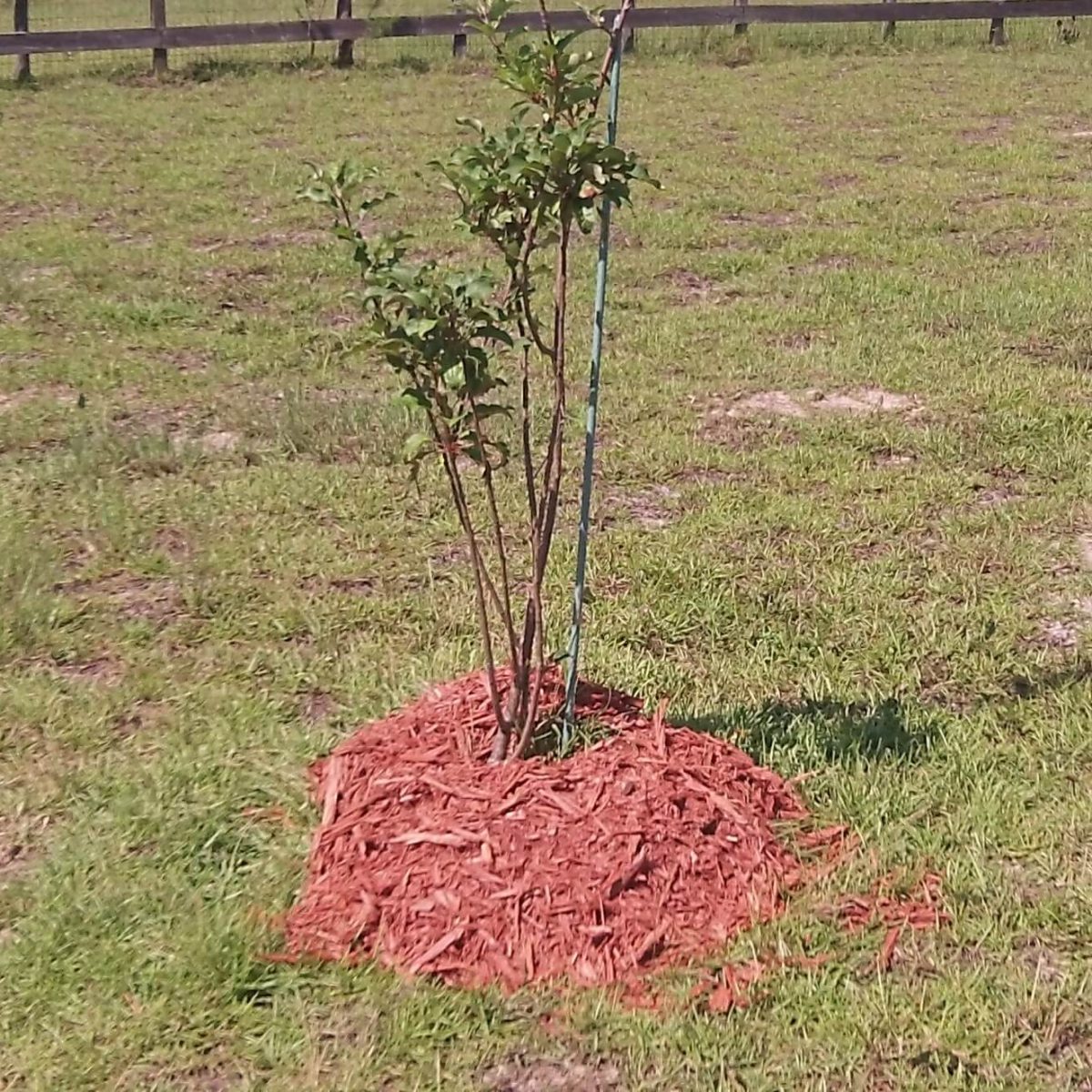 Making All Things New - UF/IFAS Extension Gilchrist County