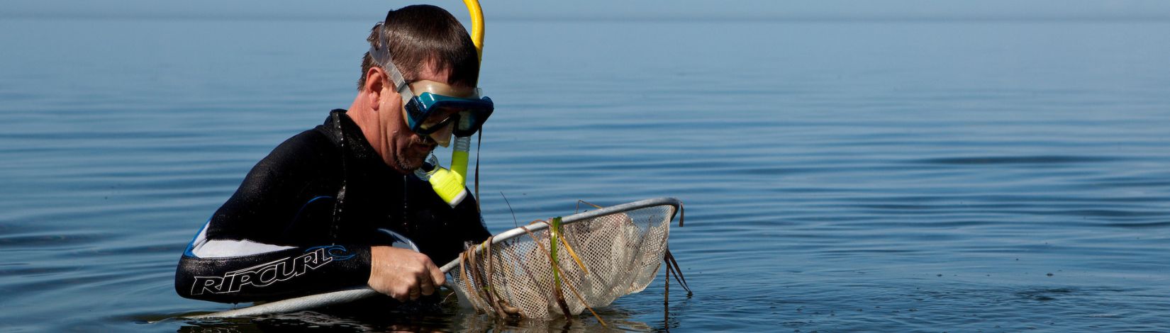 Recreational Scalloping Season 2020 - UF/IFAS Extension Gilchrist County