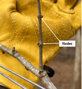 Growing a Green Thumb; Pruning Grapevine - UF/IFAS Extension Gilchrist ...