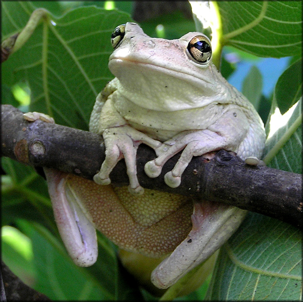 Frogs: The Good, the Bad, and the Ugly - UF/IFAS Extension Glades County
