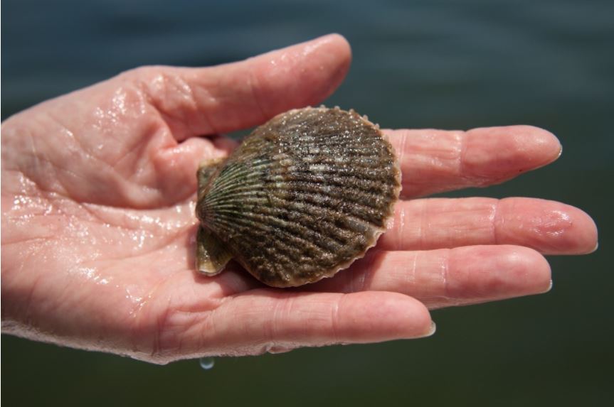 Scallop Sitter Volunteer Program Returns to Bay, Gulf, and Franklin ...