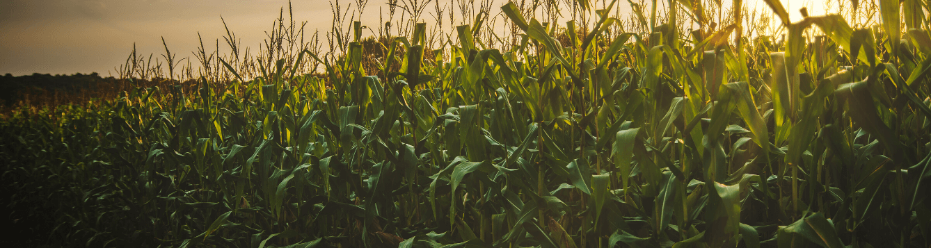 2020 Hamilton County Field Corn and Soybean Meeting - UF/IFAS Extension ...