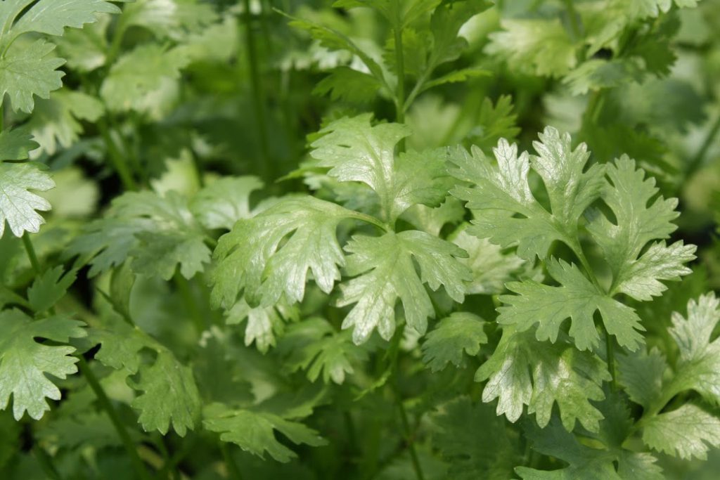 Growing Cilantro in your Backyard or Small Farm as a Cool Season Crop