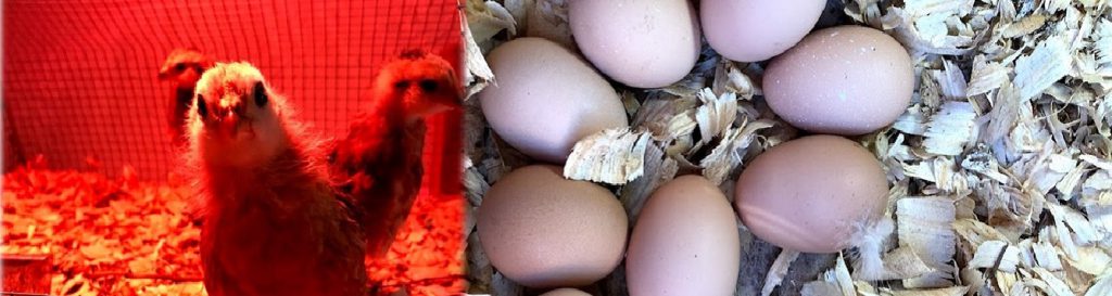 UF/IFAS Extension Hardee County