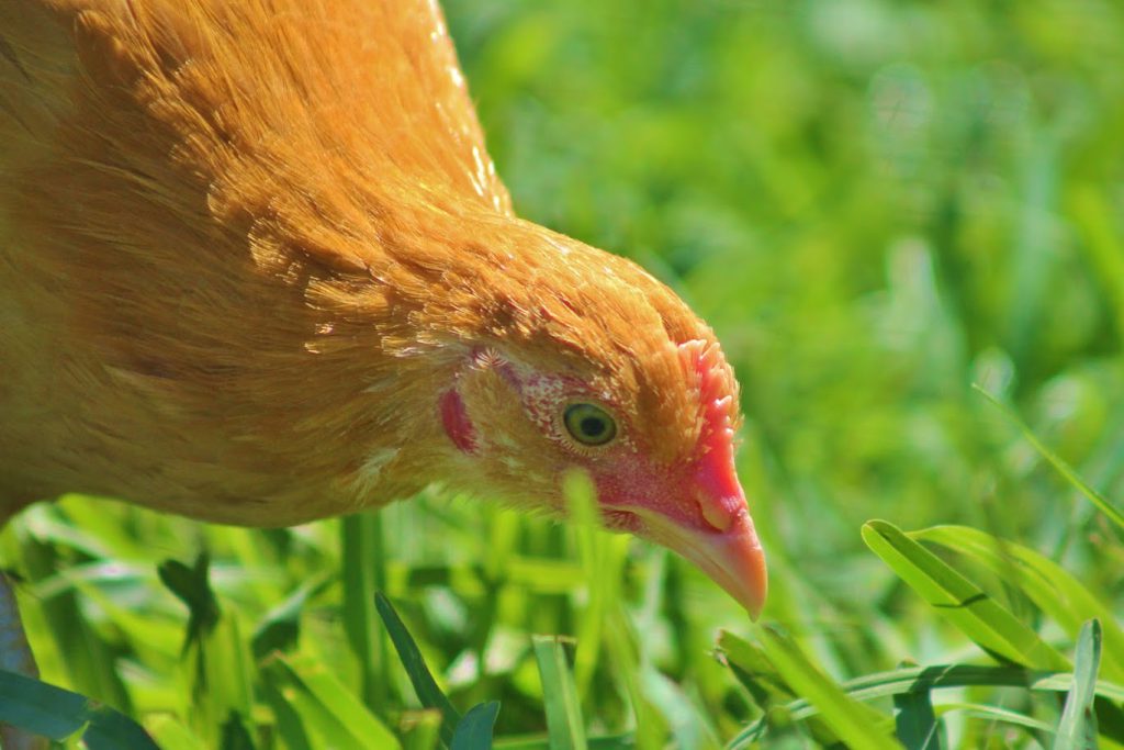 Un plan de bioseguridad para proteger nuestras aves de corral durante el invierno - UF/IFAS ...